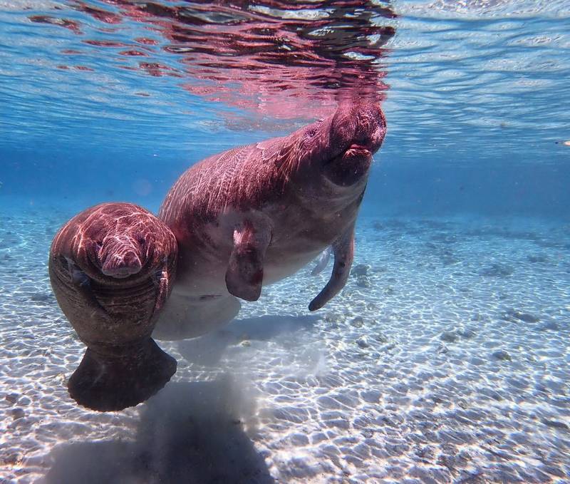 Clear Kayak Manatee Viewing Tour - $69 Per Person - Florida Tours and ...